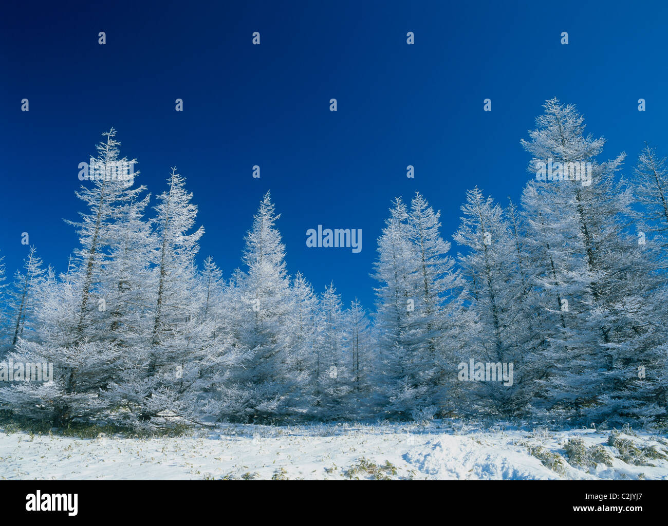 Snowscape of Utsukushigahara Highland, Matsumoto, Nagano, Japan Stock ...
