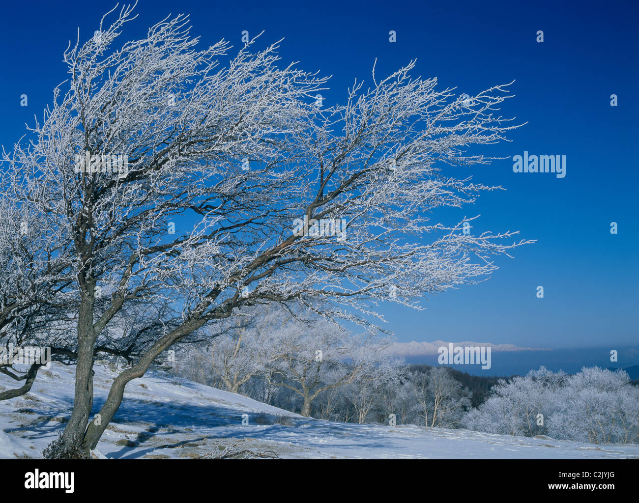 Snowscape of Utsukushigahara Highland, Matsumoto, Nagano, Japan Stock ...