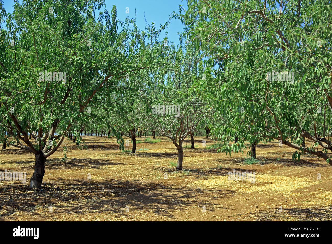Many trees in the garden Stock Photo - Alamy