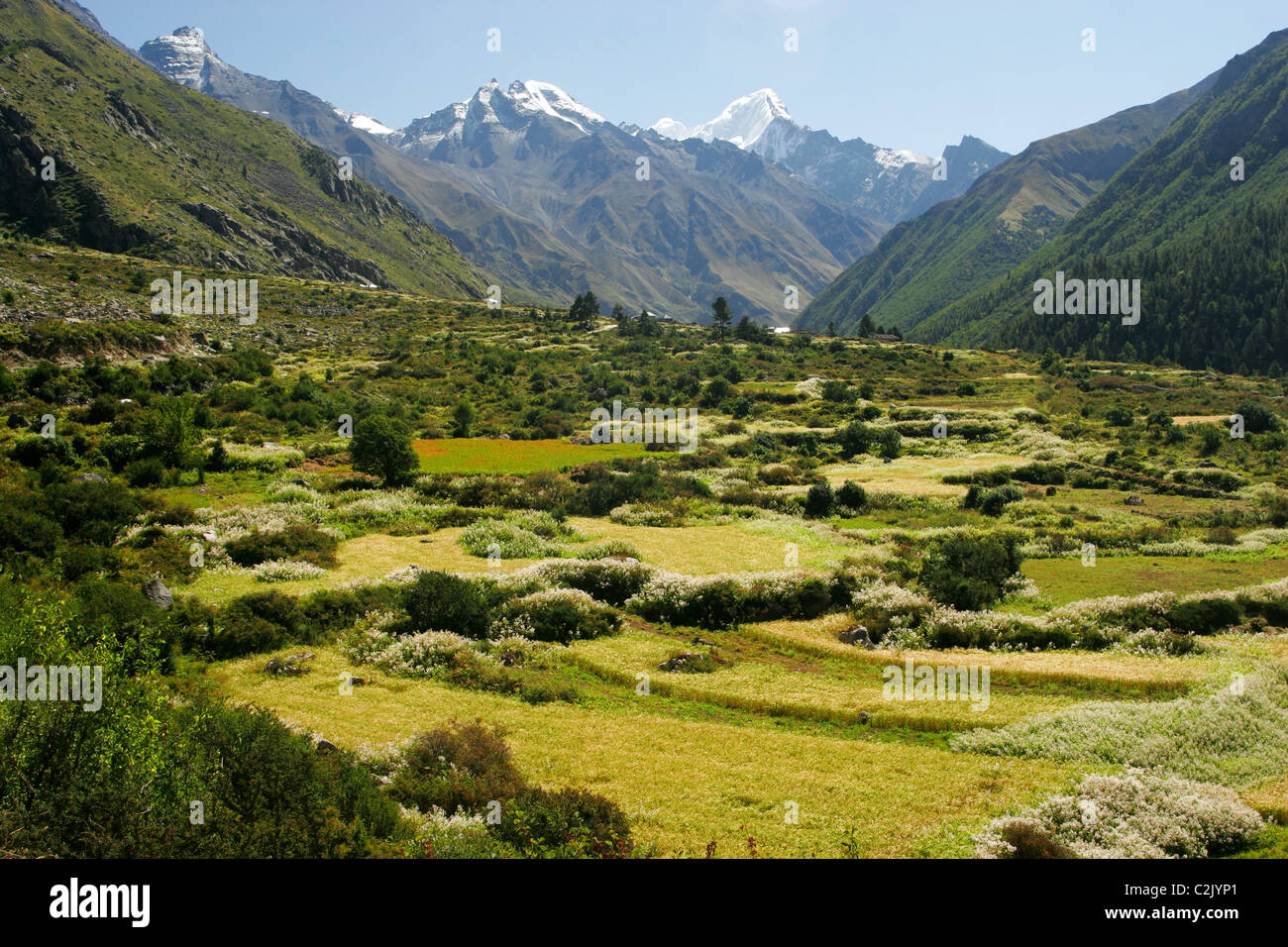 Kinnaur Apple High Resolution Stock Photography and Images - Alamy