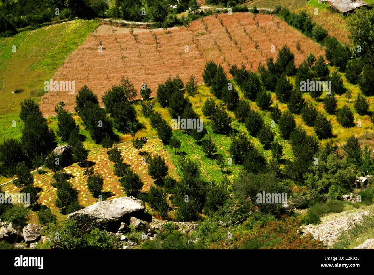 Kinnaur apple hi-res stock photography and images - Alamy
