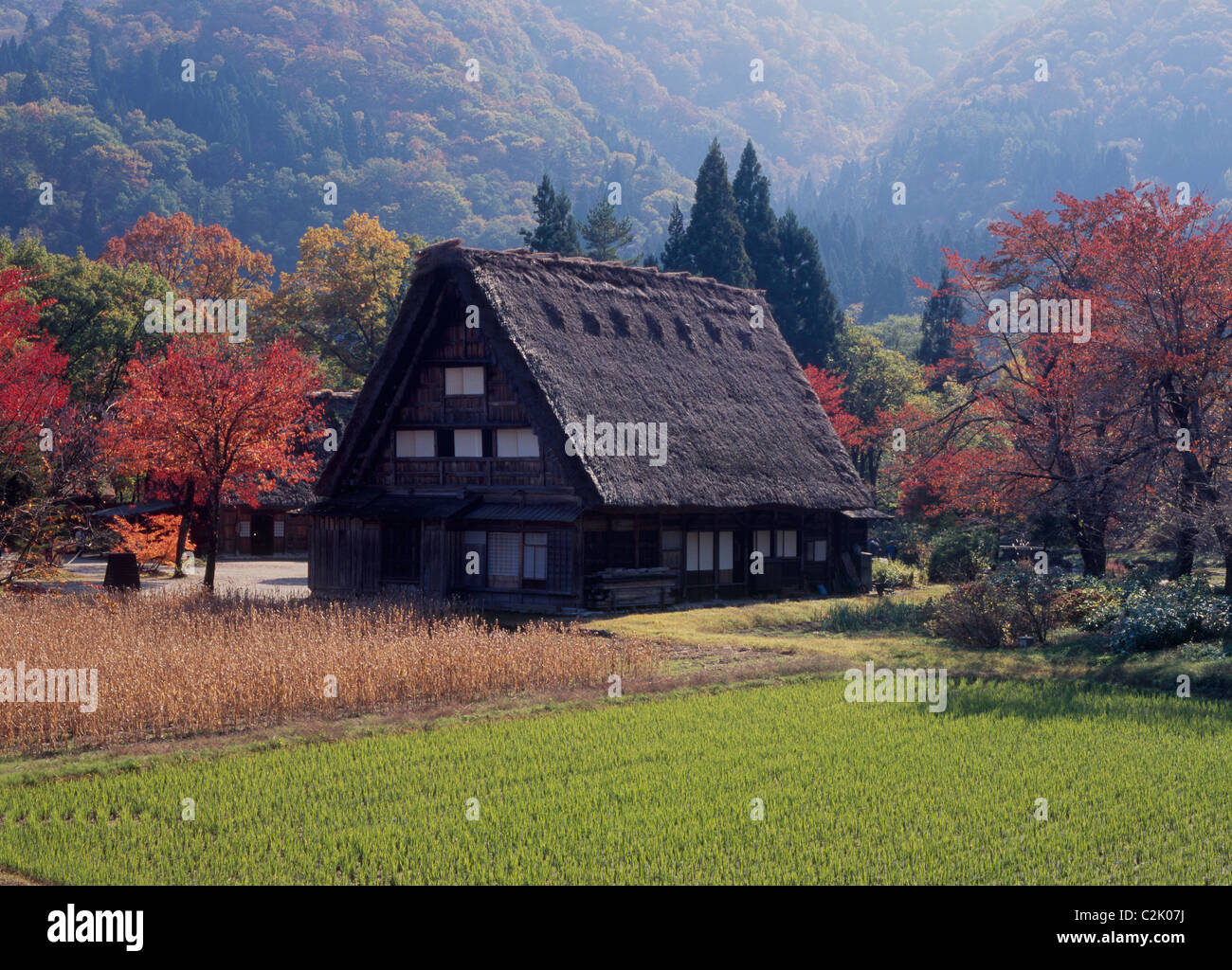 Farmhouse and Autumn Leaves at Shirakawa-go, Shirakawa, Ono, Gifu ...