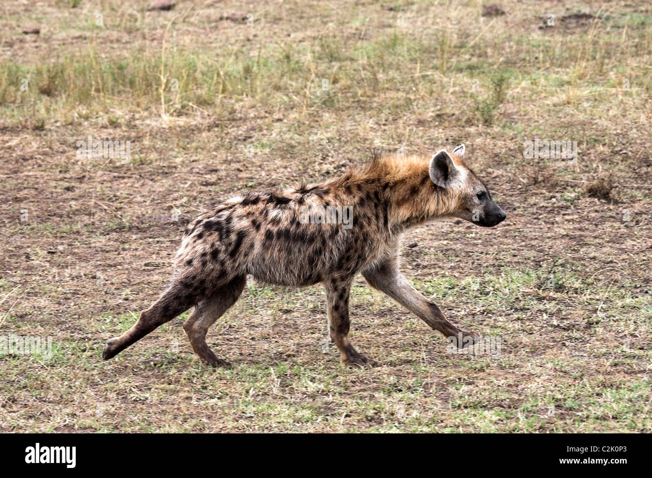 Spotted Hyena, Masai Mara, Kenya; Hyena Running Across Grassy Plain ...