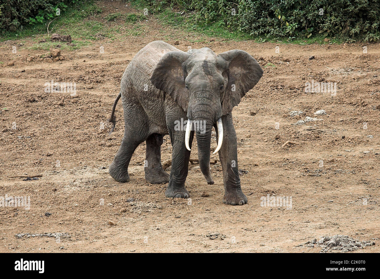 African Elephant, Kenya, Africa; Elephant Walking Stock Photo - Alamy
