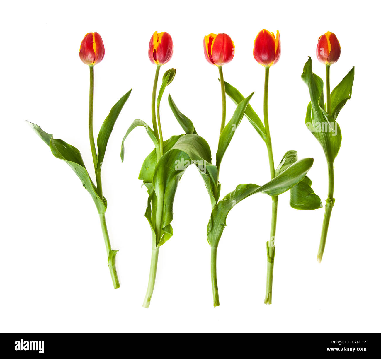 Tulip flowers isolated on white Stock Photo - Alamy