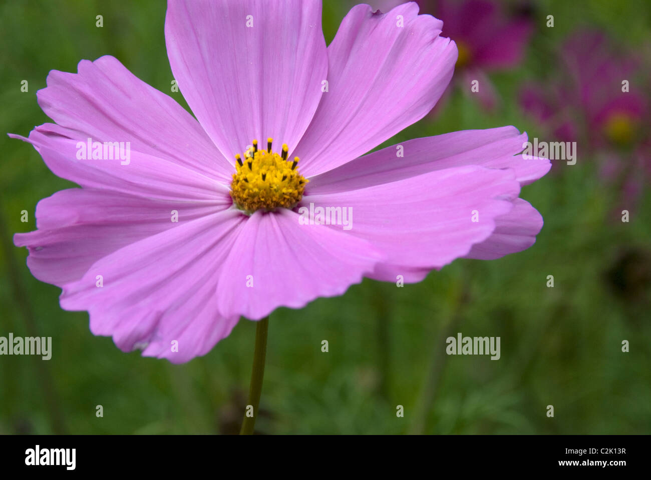 Purple cosmo flower hi-res stock photography and images - Alamy