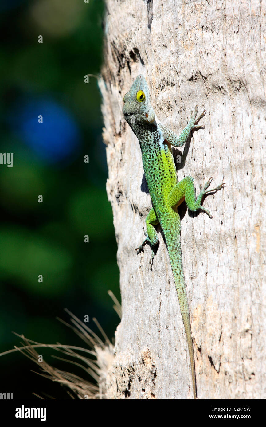 Warwick lizard hi-res stock photography and images - Alamy