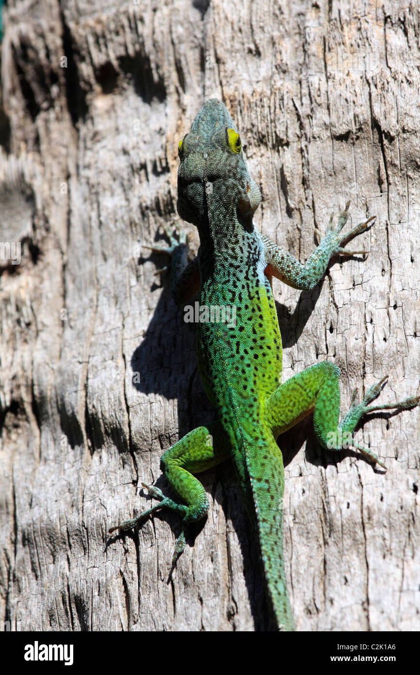 Barbados bank tree anole or Warwick lizard (Anolis leachii), Bermuda ...