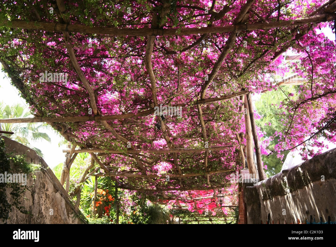 Positano, Campania, Italy; Flowers Growing On A Pergola Stock Photo - Alamy