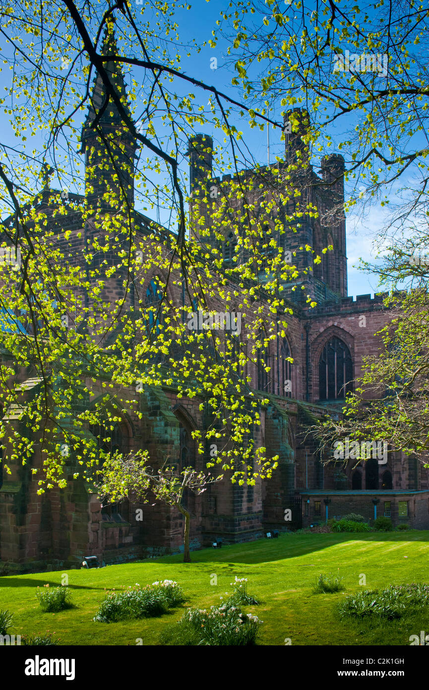 Cathedral of trees hi-res stock photography and images - Alamy