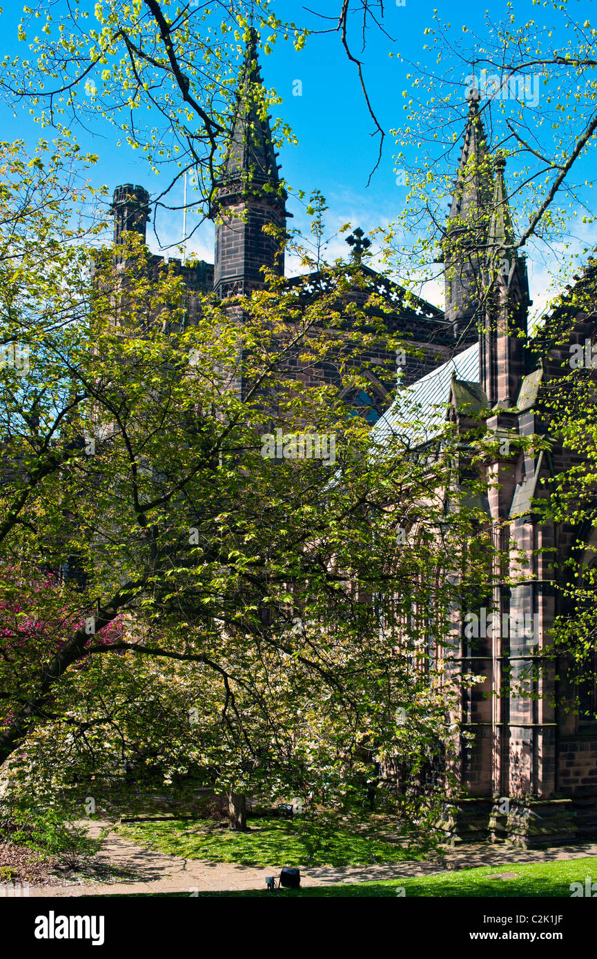 Cathedral of trees hi-res stock photography and images - Alamy