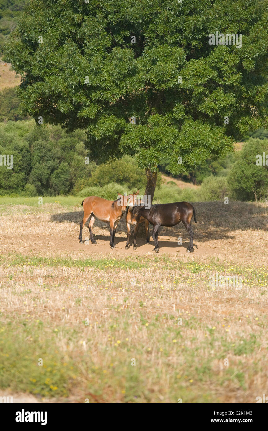 3 mules standing together under tree in bright sunlight Stock Photo - Alamy