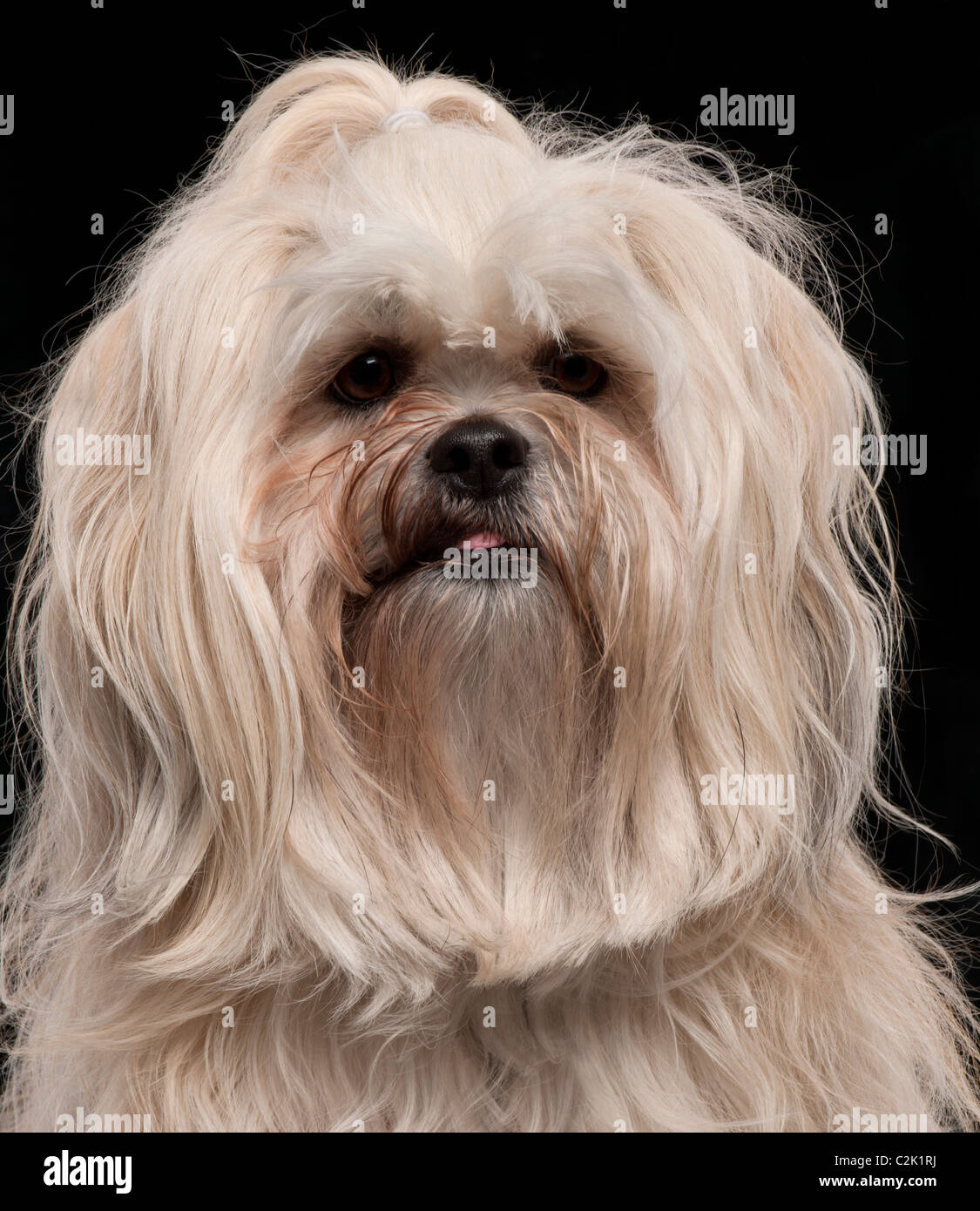 Close-up of Lhasa Apso, 2 and a half years old, in front of black ...