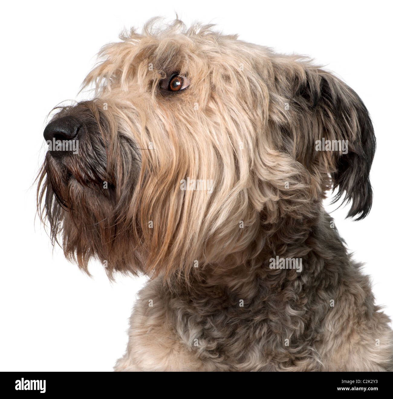 Bouvier hi-res stock photography and images - Alamy