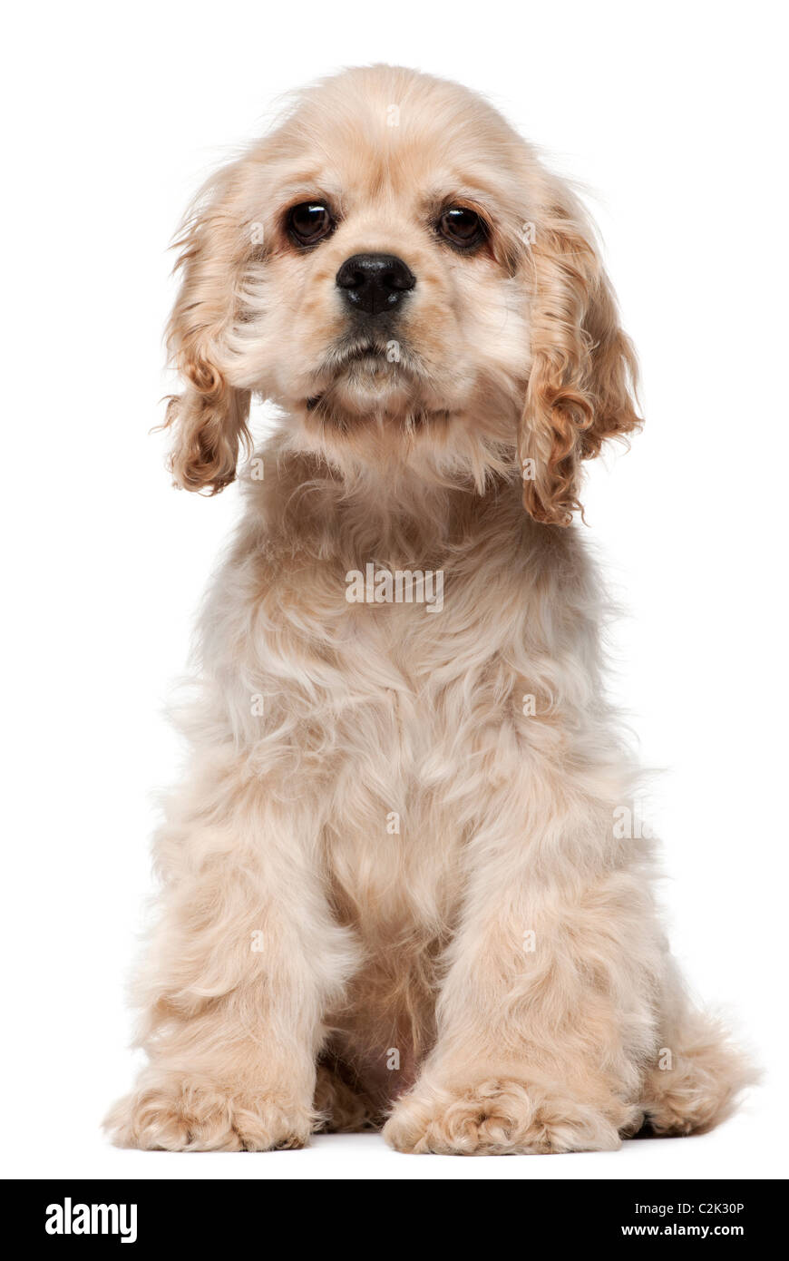 American Cocker Spaniel puppy, 4 months old, sitting in front of white ...