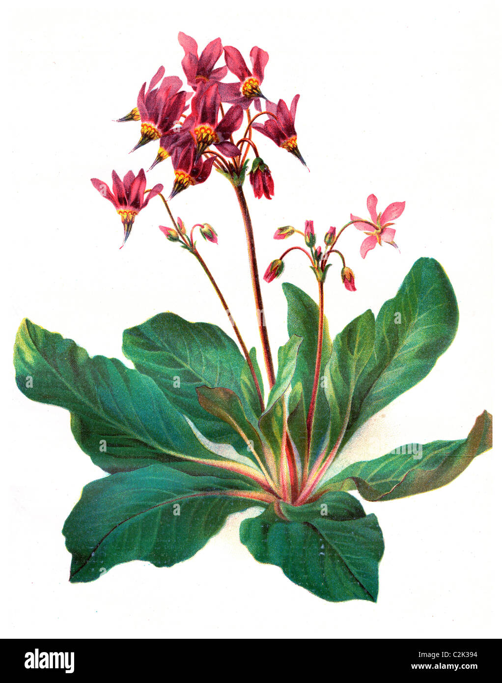Botanical illustration cowslip hi-res stock photography and images - Alamy