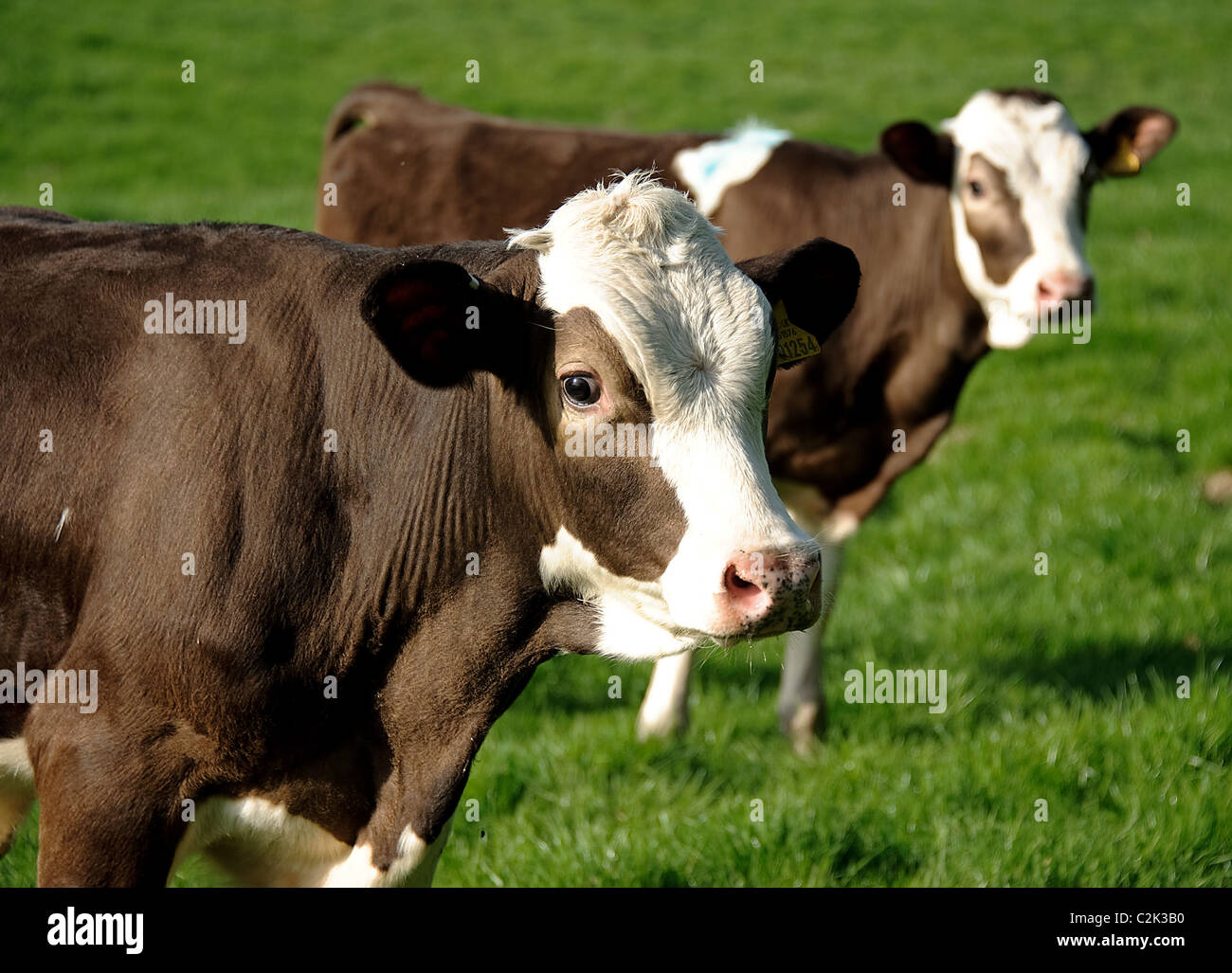 Cows in field Stock Photo - Alamy