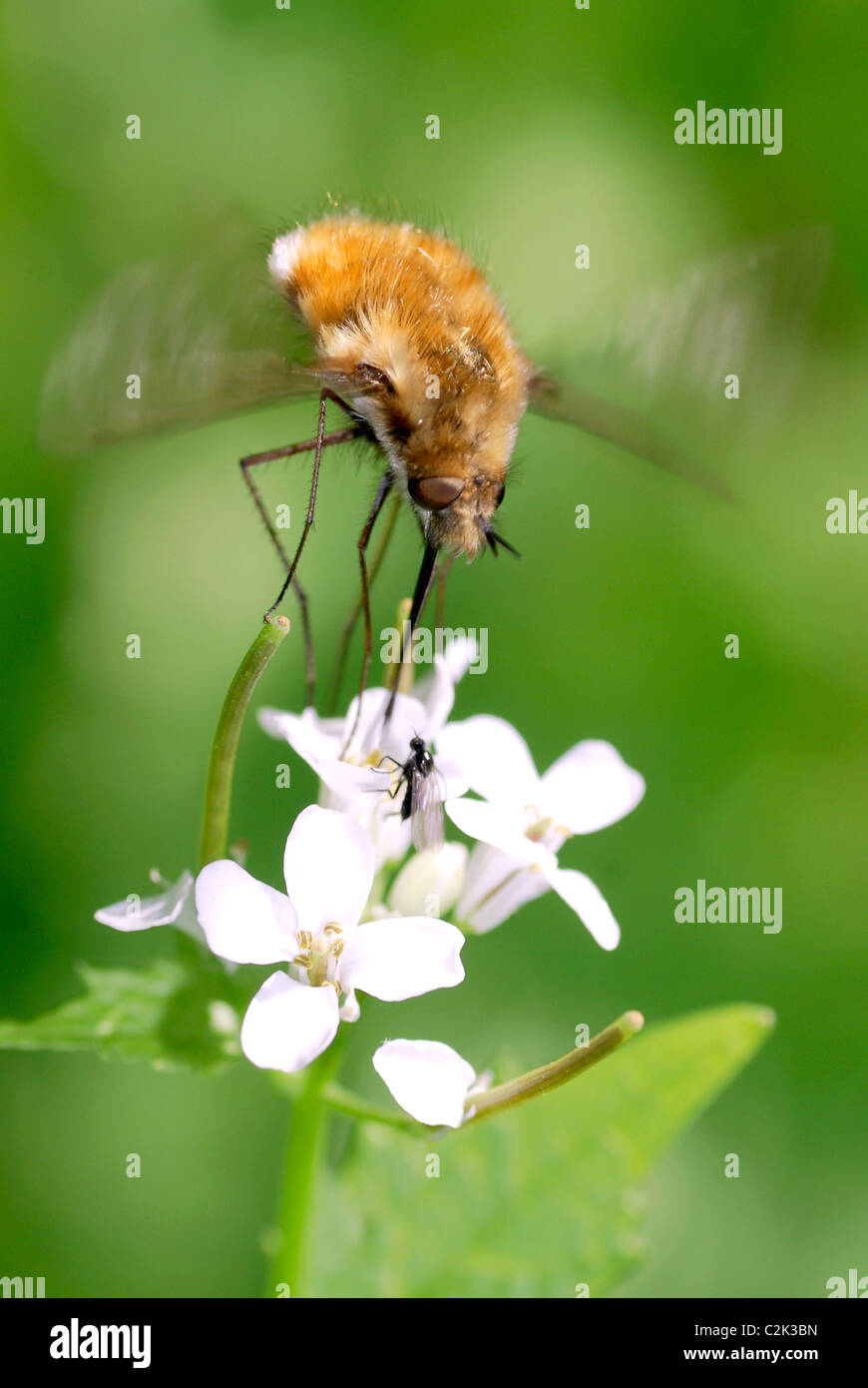 Very large fly hi-res stock photography and images - Alamy