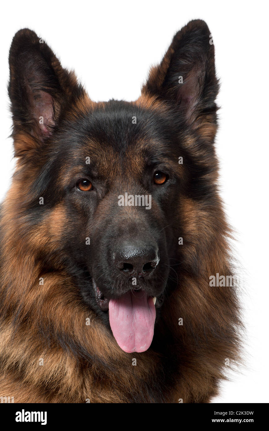 German Shepherd Face Close Up German Shepherd Face Stock Photos,