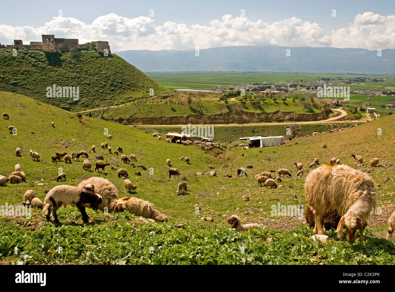 About the arabian sheep hi-res stock photography and images - Alamy