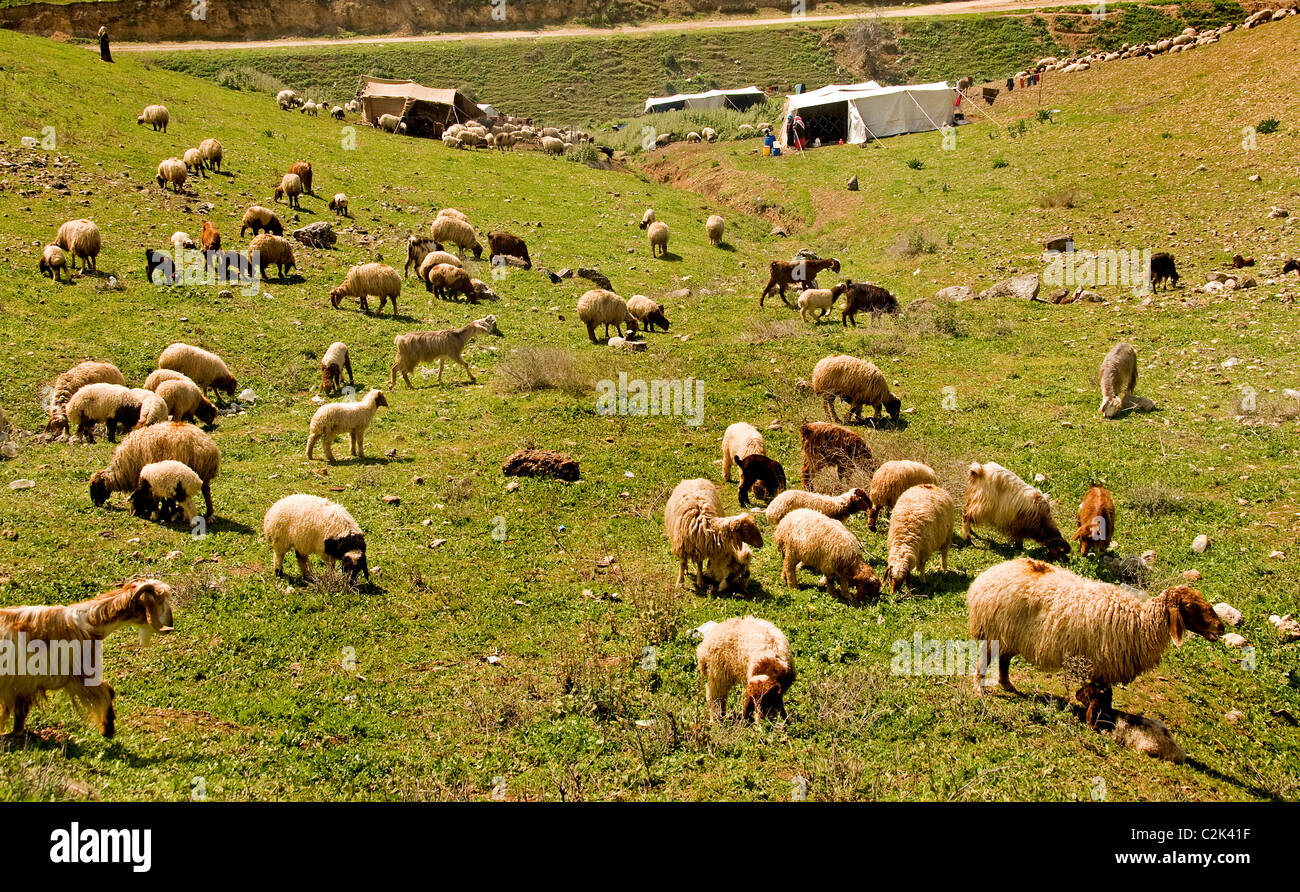 Syria desert farm farmer sheep Bedouin Bedouins Village Stock Photo - Alamy