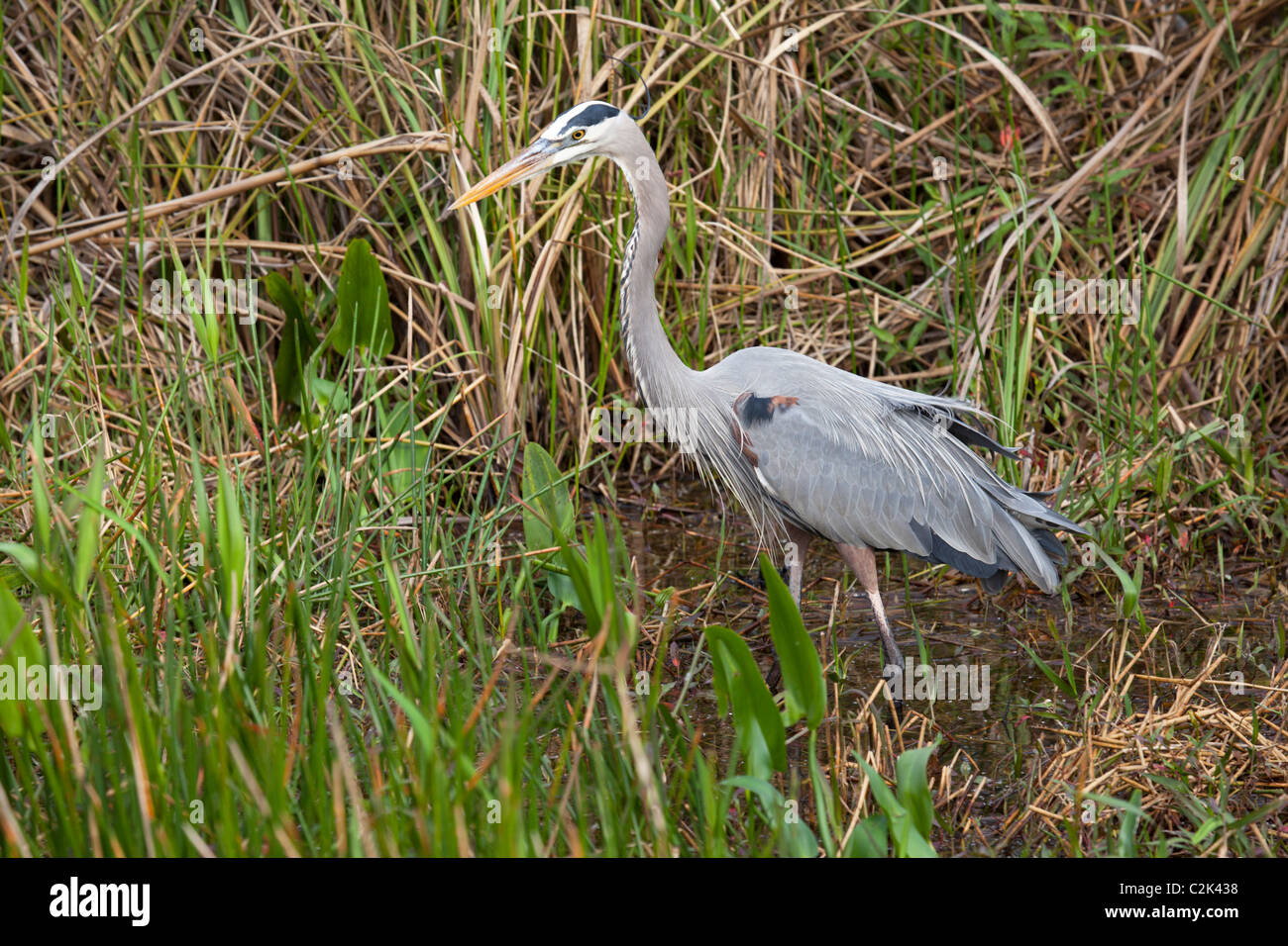 Herons florida usa hi-res stock photography and images - Alamy