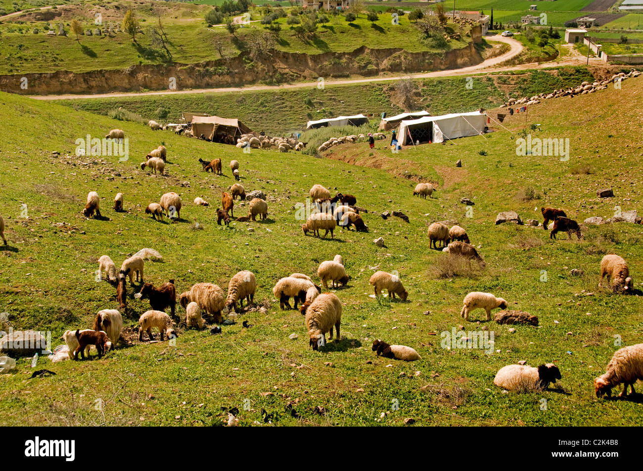 Syria desert farm farmer sheep Bedouin Bedouins Village Stock Photo - Alamy