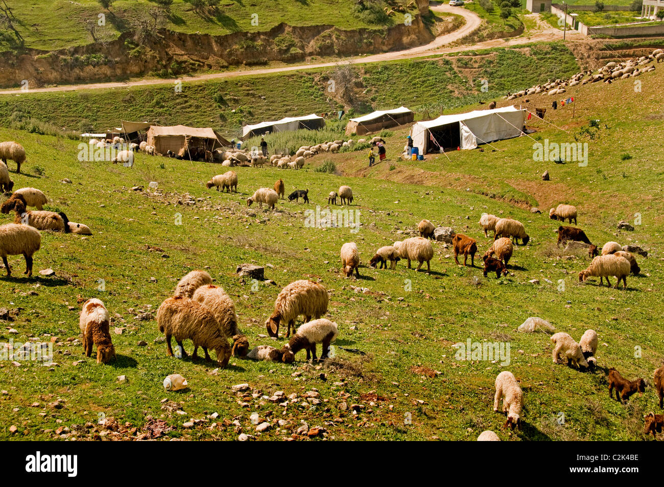 Syria desert farm farmer sheep Bedouin Bedouins Village Stock Photo - Alamy