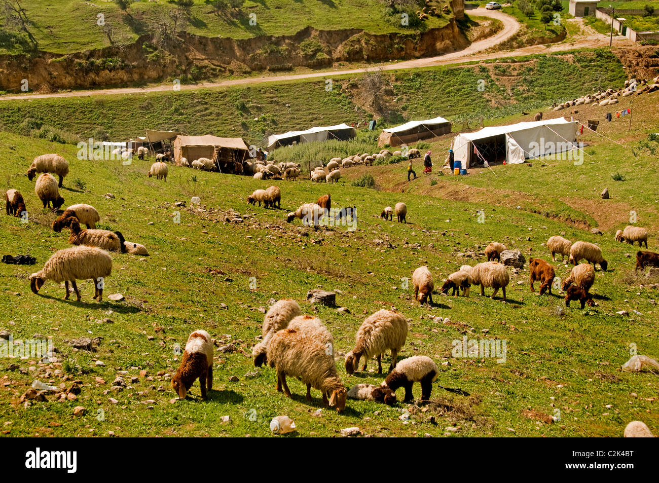 Syria desert farm farmer sheep Bedouin Bedouins Village Stock Photo - Alamy