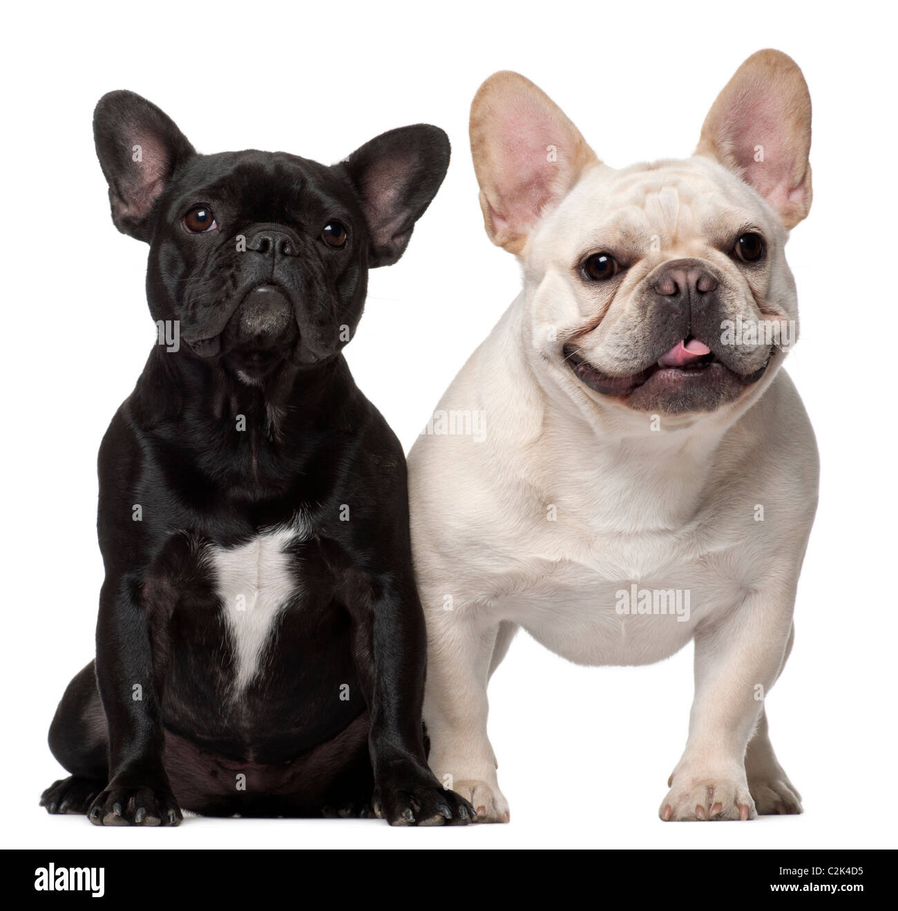 French bulldog two bulldogs in hi-res stock photography and images - Alamy