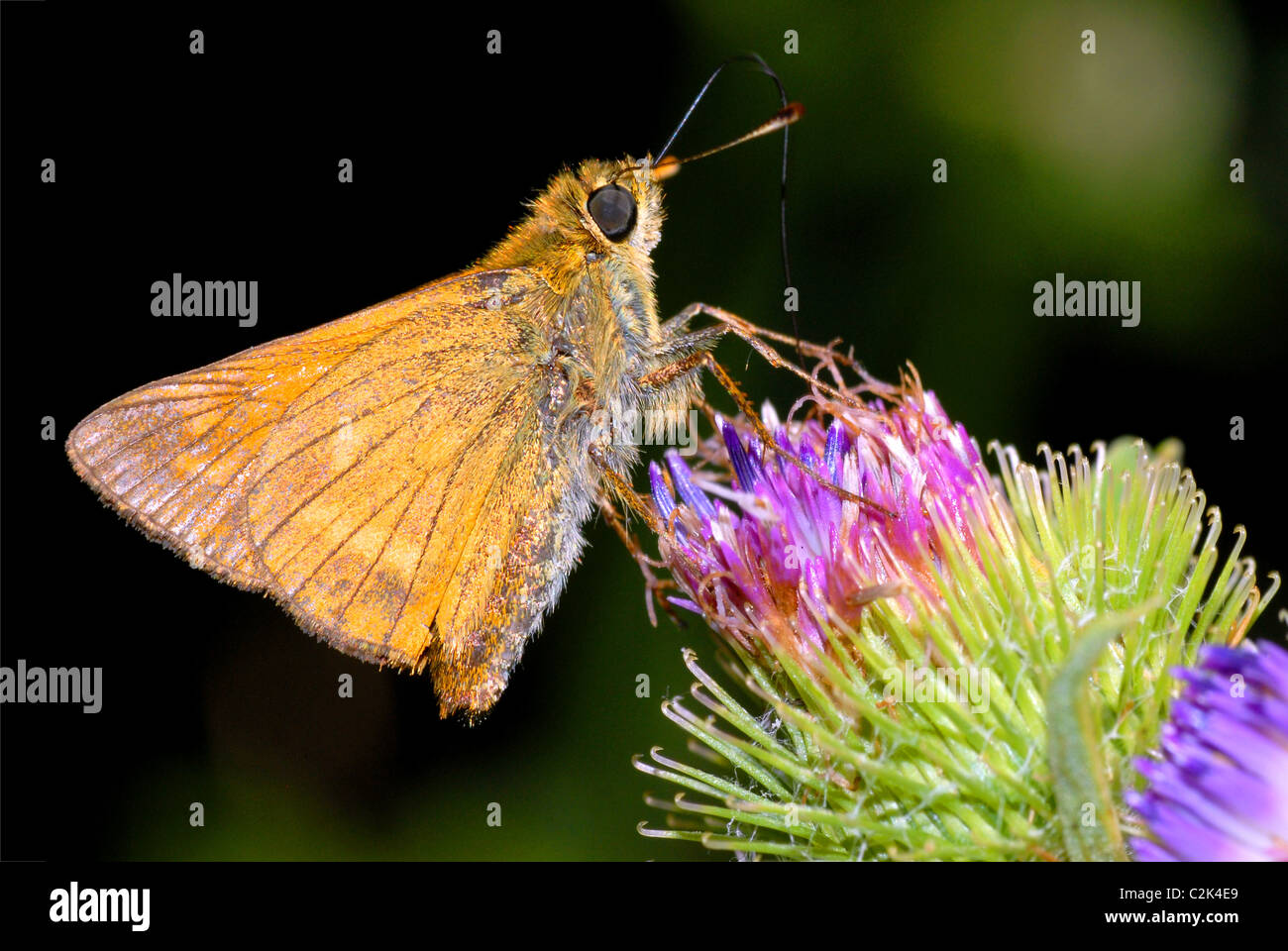 Profile of butterfly hi-res stock photography and images - Alamy