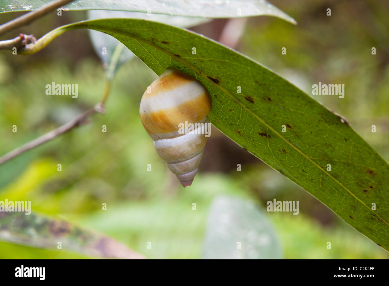 Gumbo limbo tree hi-res stock photography and images - Alamy