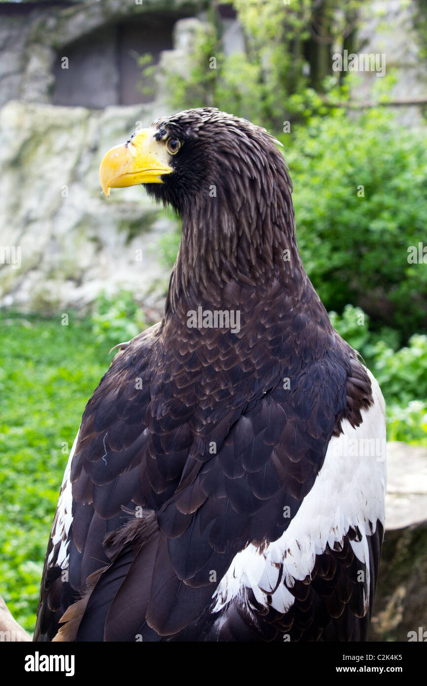 Eagle wildlife bald nature hi-res stock photography and images - Alamy