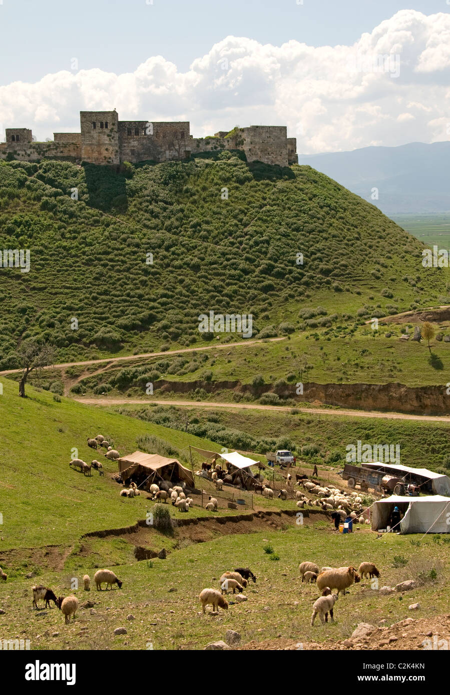 Syria desert farm farmer sheep Bedouin Bedouins Village Stock Photo - Alamy