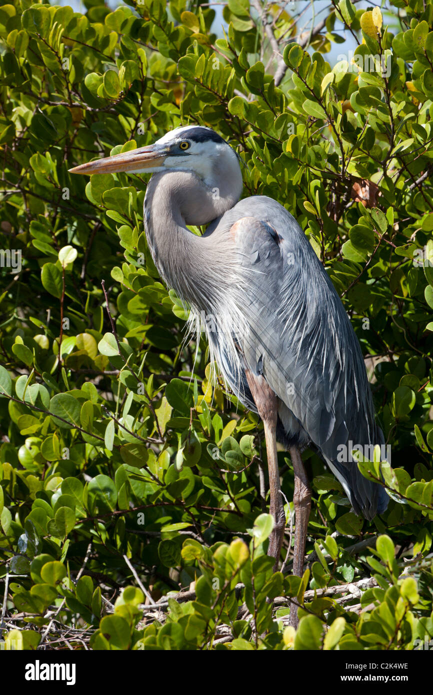 Herons florida usa hi-res stock photography and images - Alamy