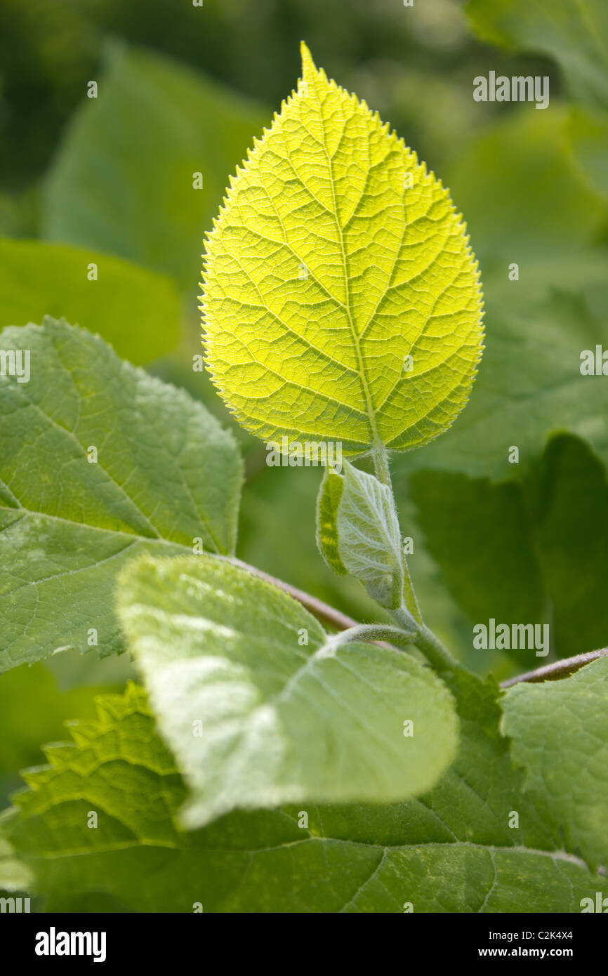 Leaves in the sun Stock Photo - Alamy