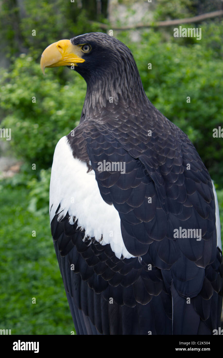 Eagle wildlife bald nature hi-res stock photography and images - Alamy