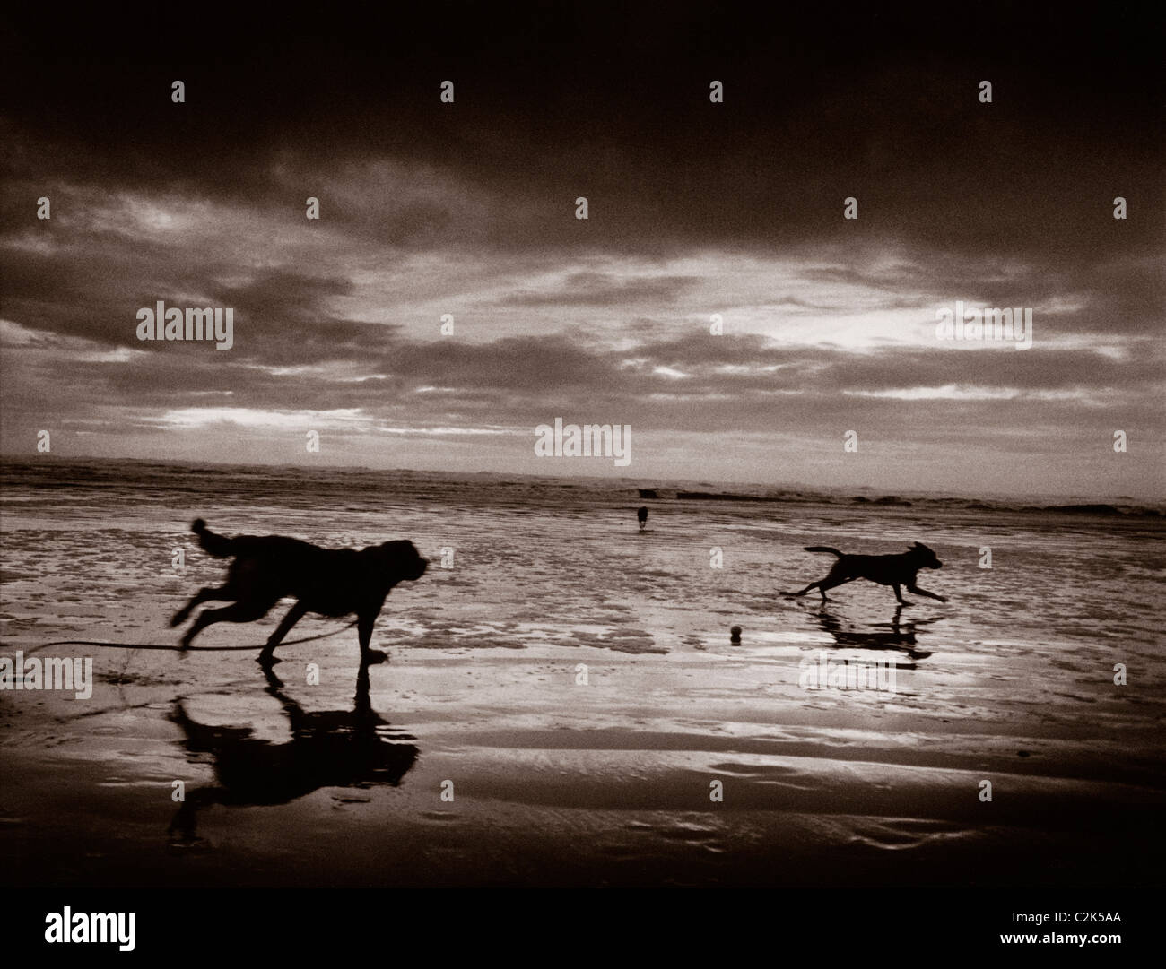 Dogs Running on the Beach During a Rainstorm Stock Photo - Alamy