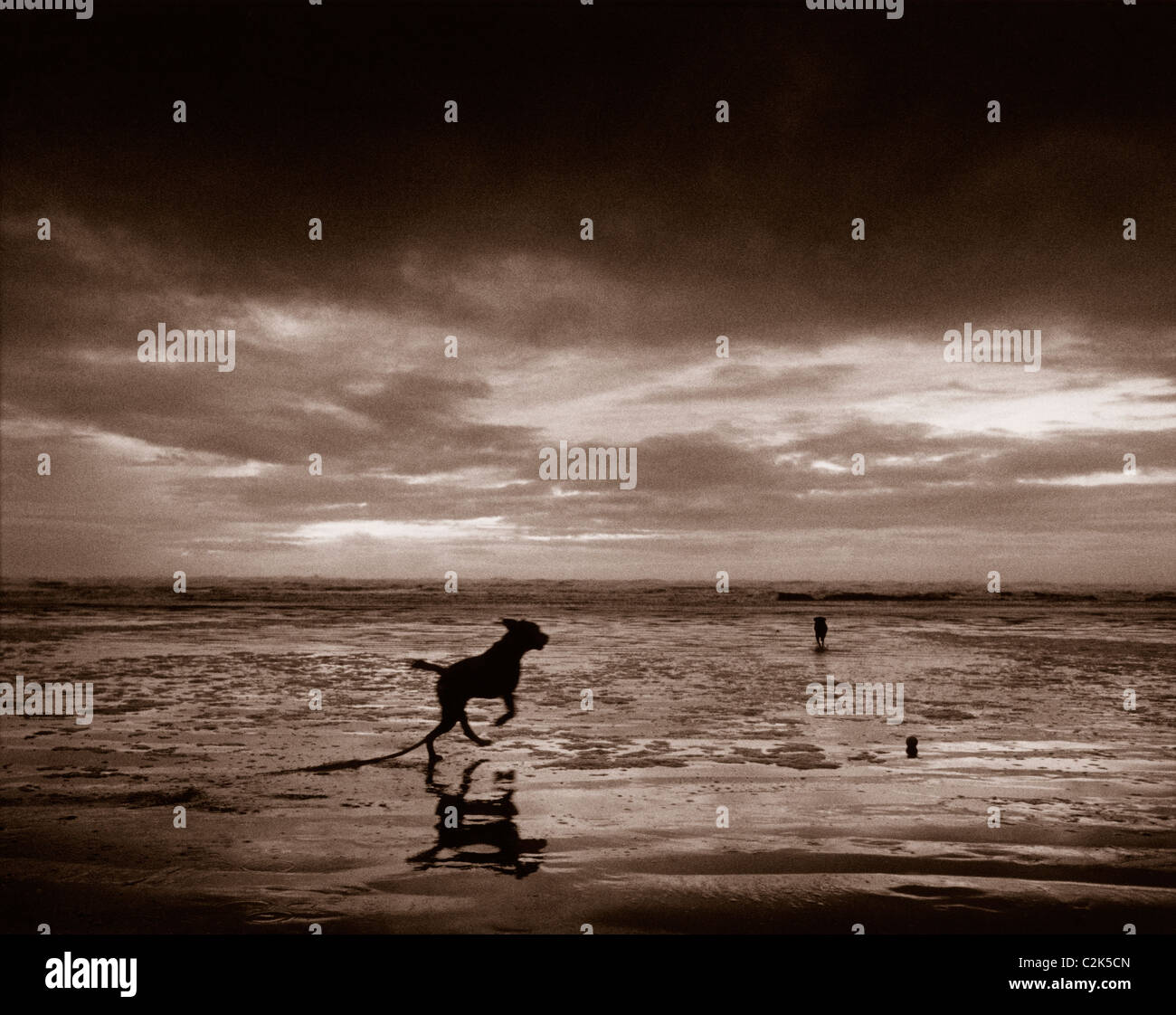 A Dog Running on the Beach During a Rainstorm Stock Photo - Alamy