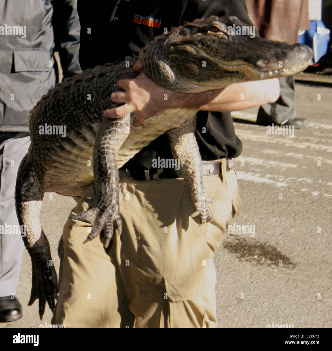 Augie the Alligator and professional animal handler Dan Breeding ...