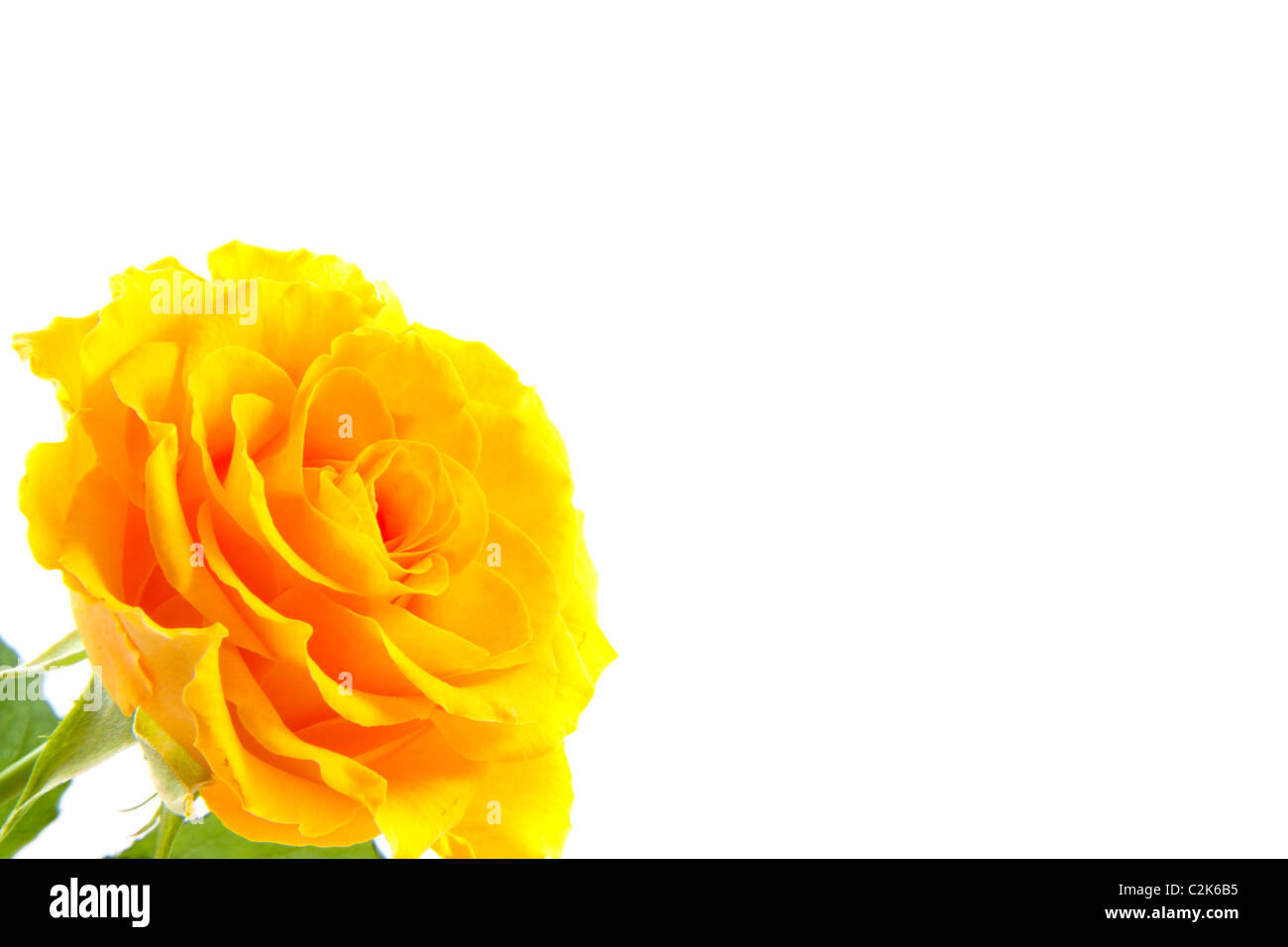 Yellow rose in corner isolated over white Stock Photo - Alamy
