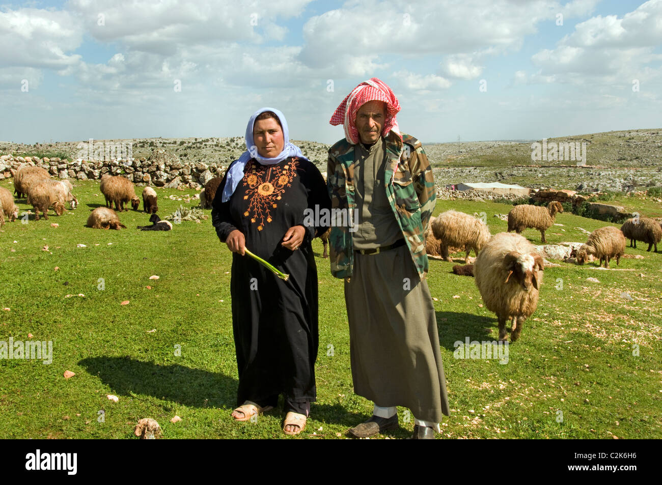 Man Woman Syria desert farm farmer sheep Bedouin Bedouins Stock Photo ...