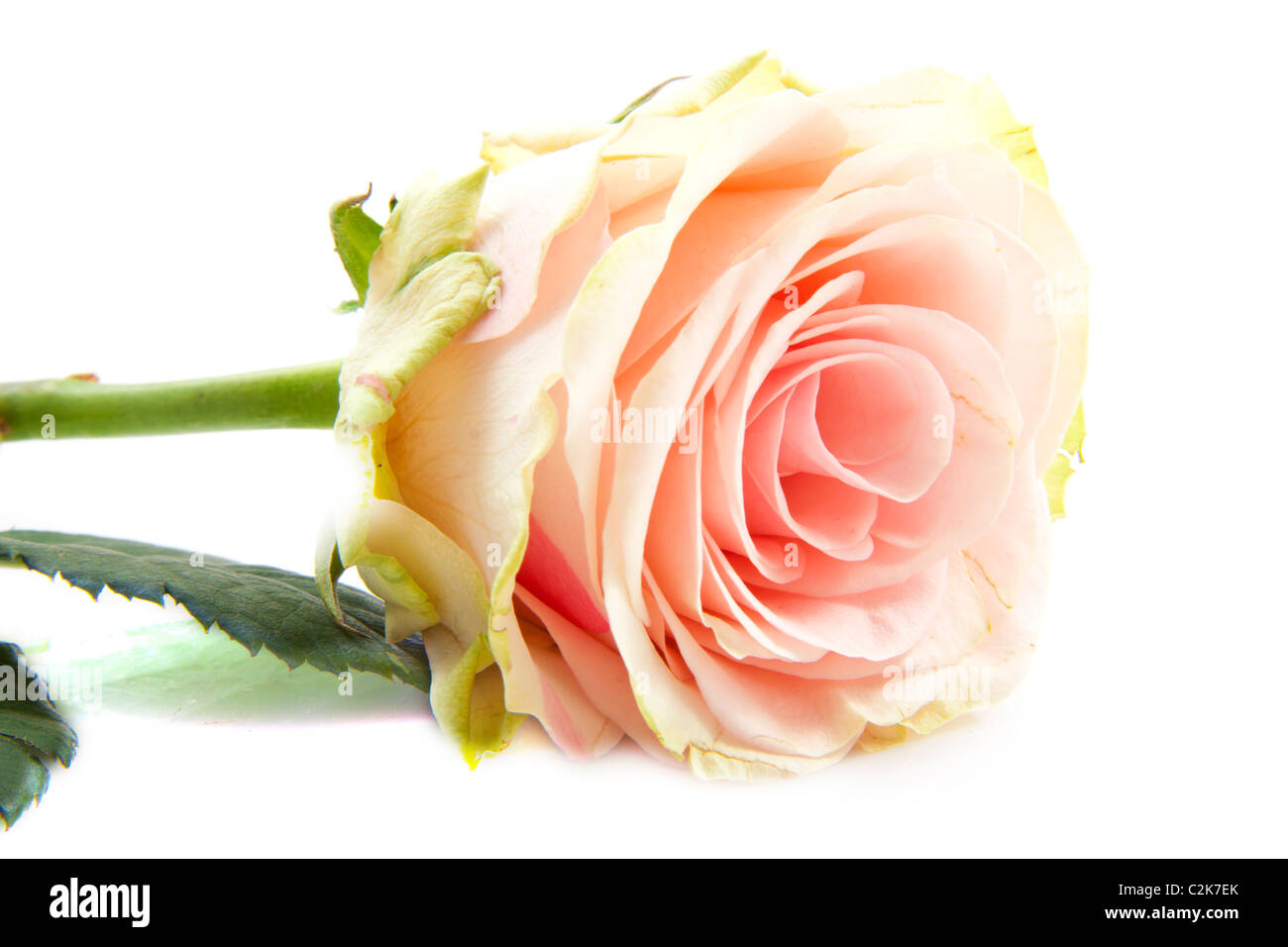 Single pink rose isolated on a white background Stock Photo - Alamy