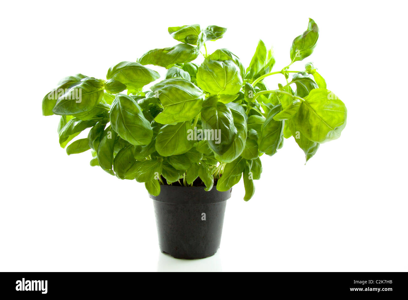 Basil in jar isolated on a white background Stock Photo - Alamy