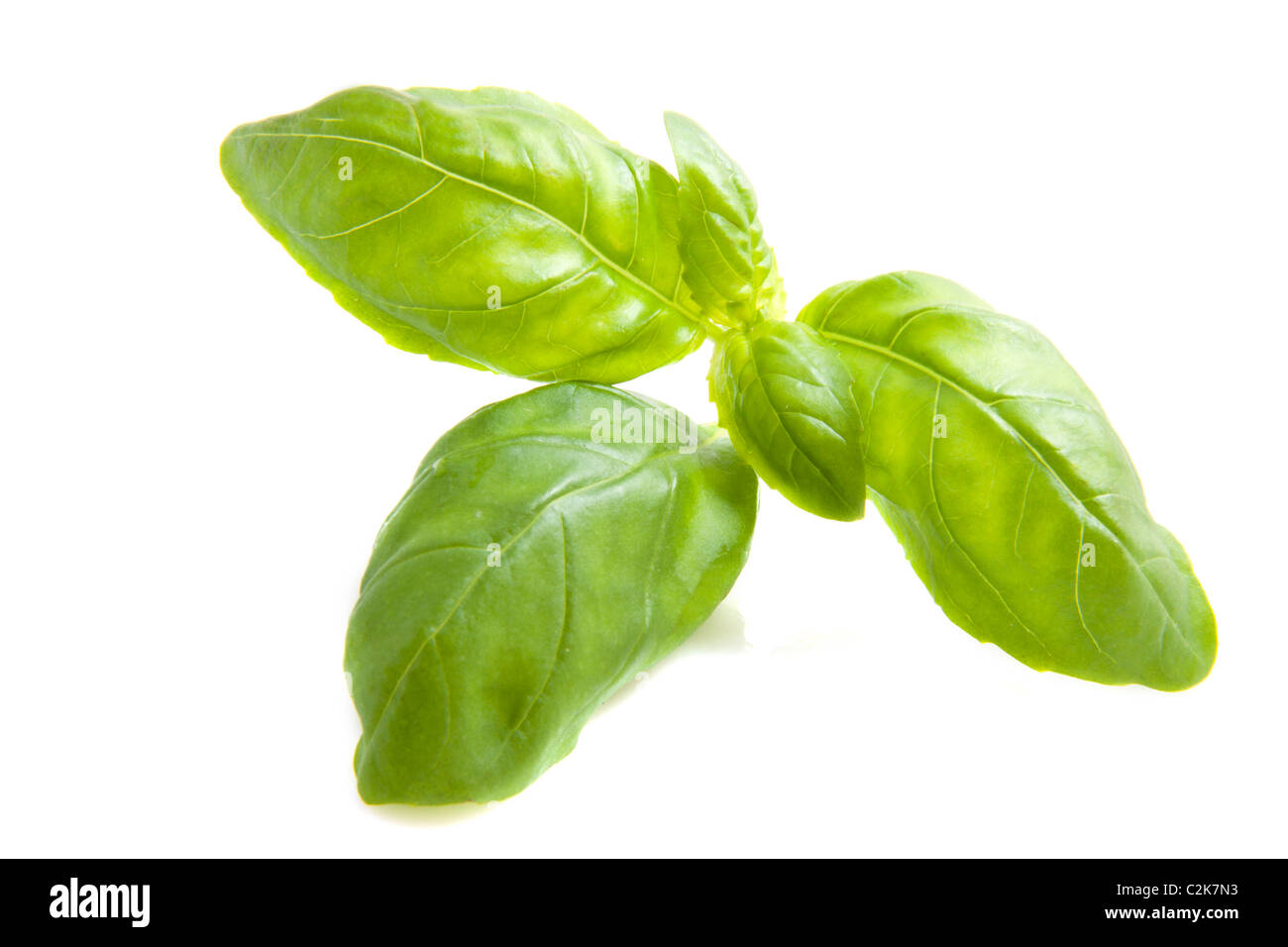 Basil leafes isolated on a white background Stock Photo - Alamy