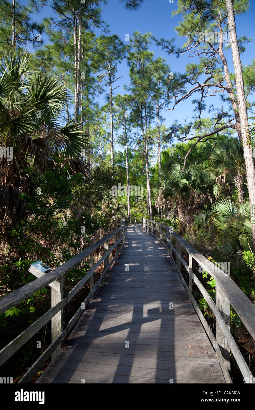 Boardwalk through Corkscrew Swamp Sanctuary Florida, USA Stock Photo ...