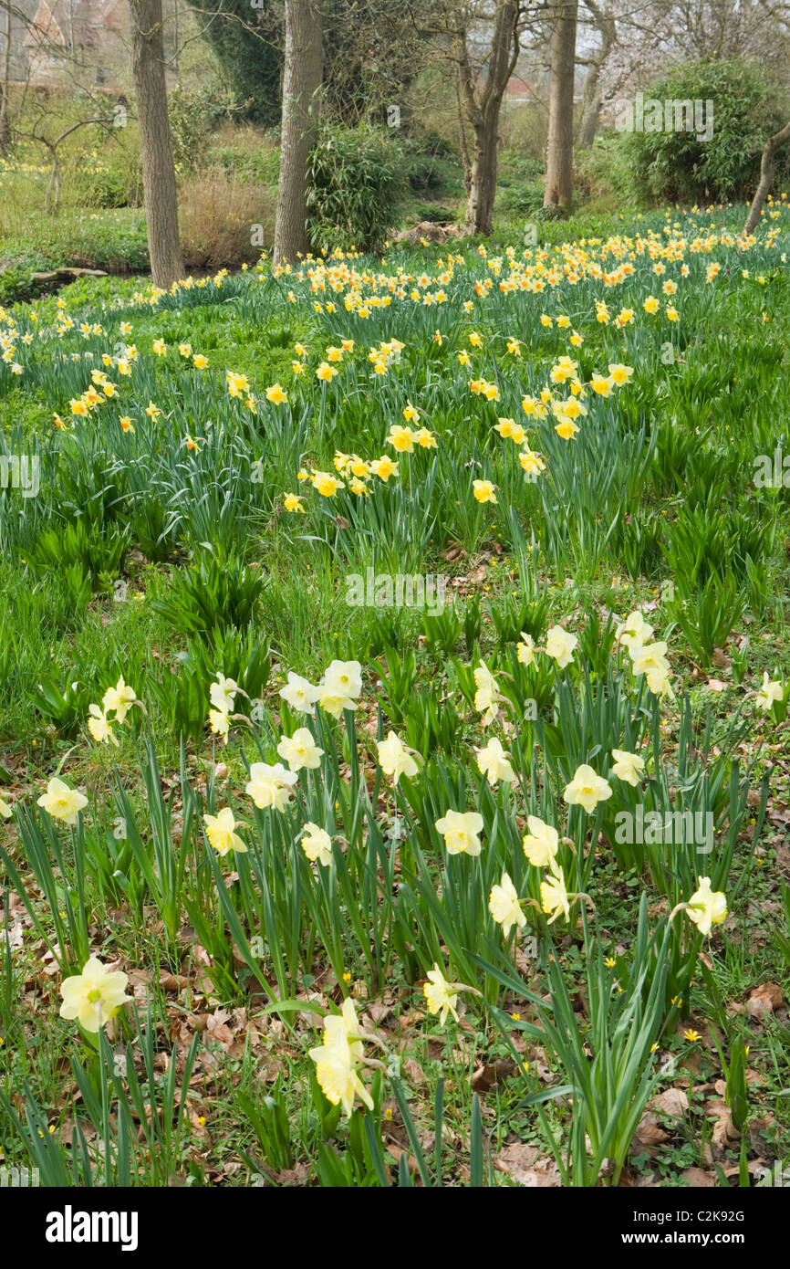 Daffodils in woodland garden, Surrey, UK Stock Photo - Alamy