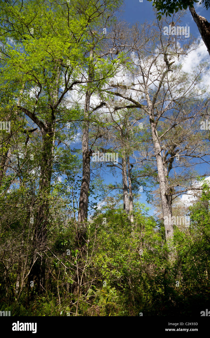 View from the boardwalk at Corkscrew Swamp Sanctuary Florida, USA Stock ...