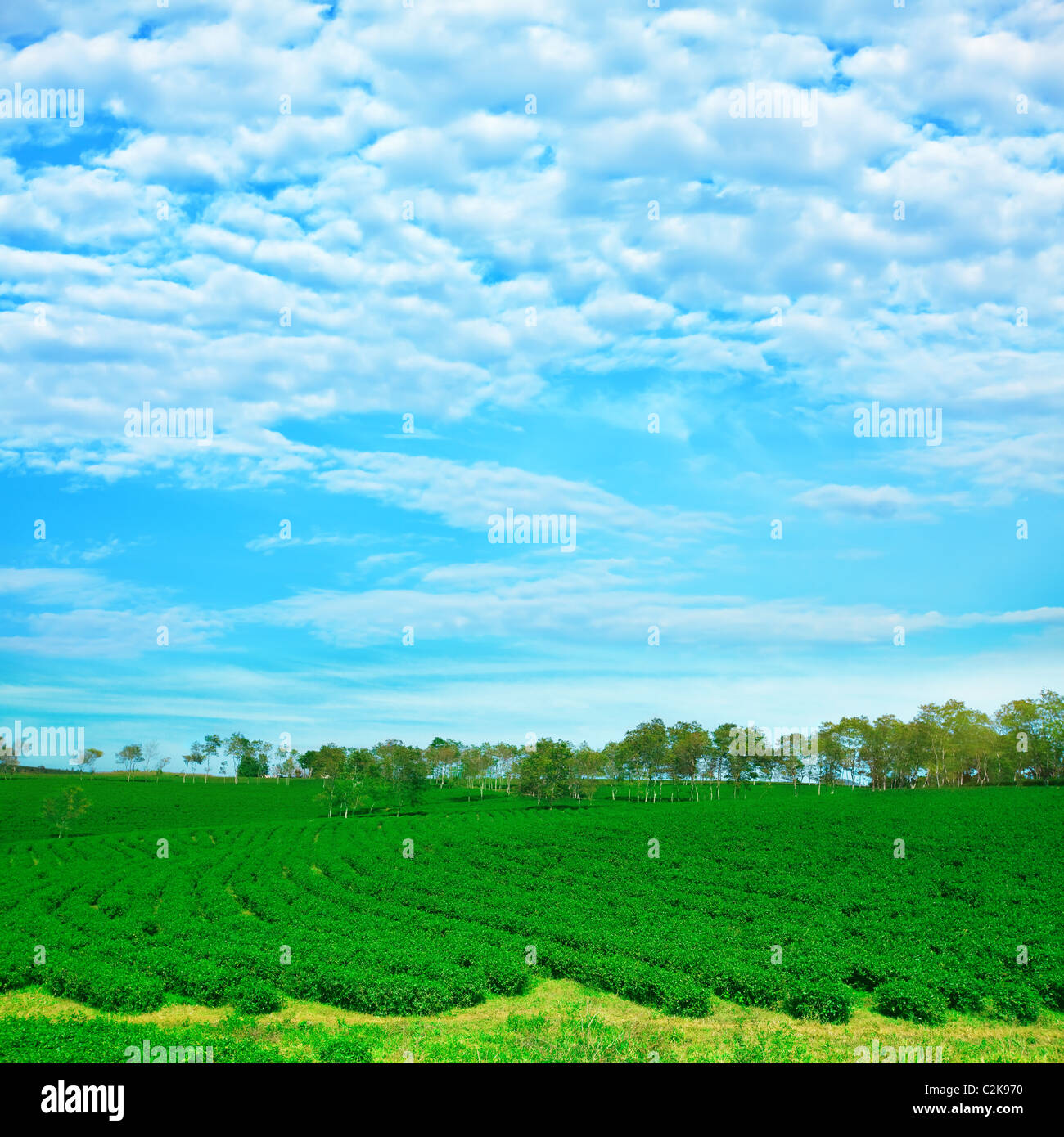 Tea plantation on central highland in Vietnam Stock Photo - Alamy