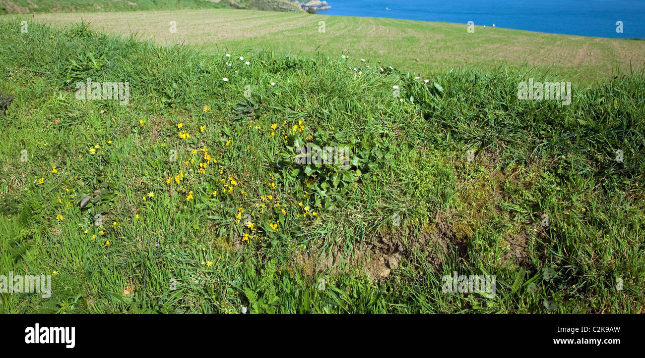 Hedgerow bank verge spring plants island Sark Channel Islands Stock ...